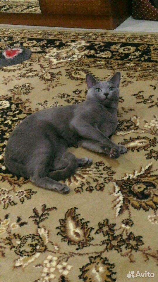 Кот на вязку