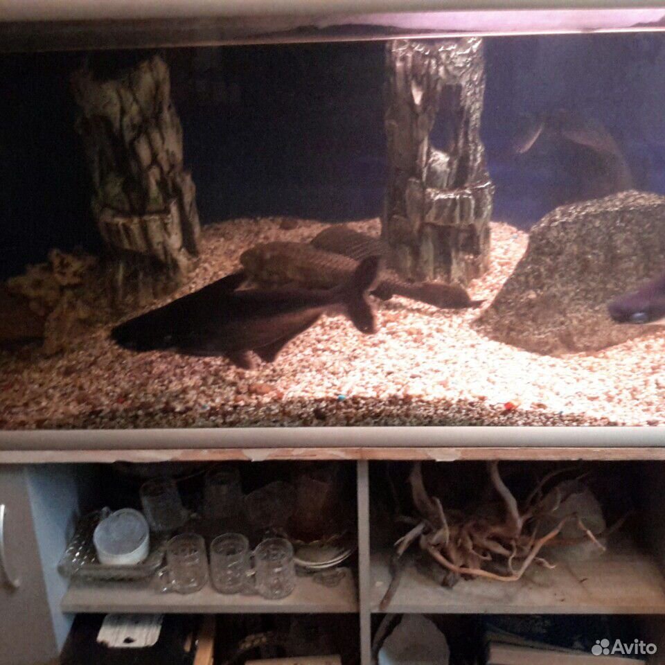 Продаю профессиональные аквариум с рыбами