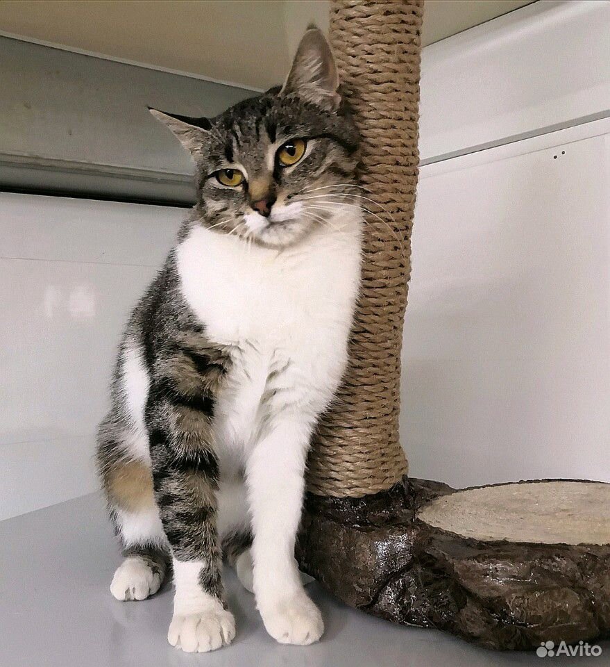 Кошка Пеппидлинныйчулок