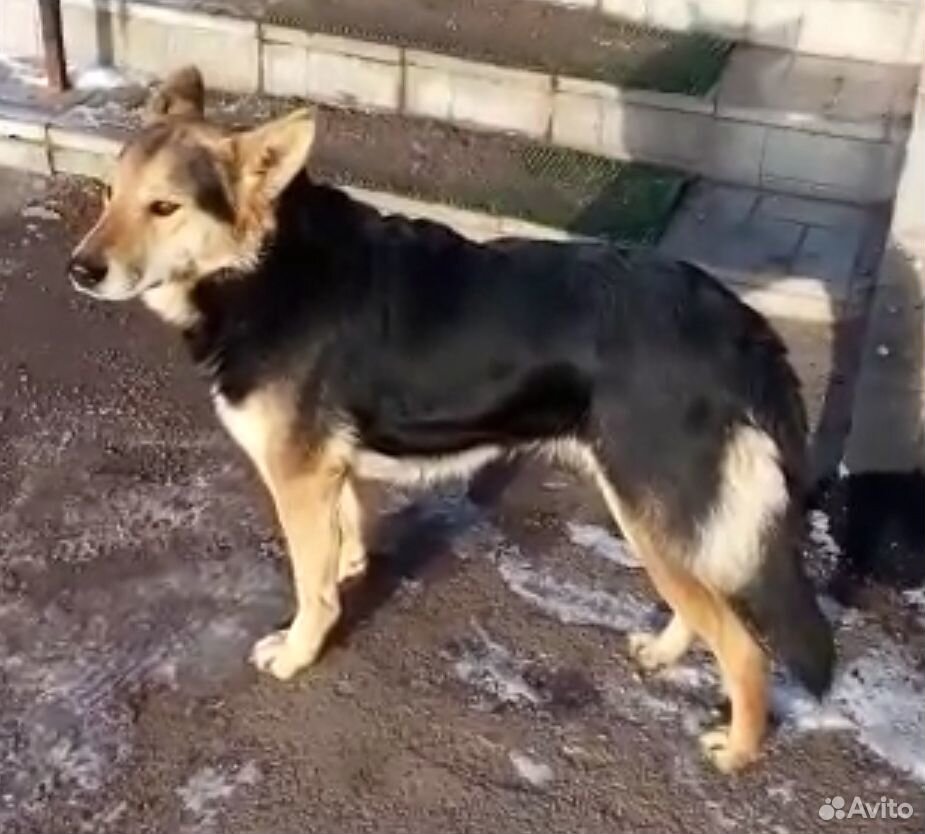 Преданный друг, собака