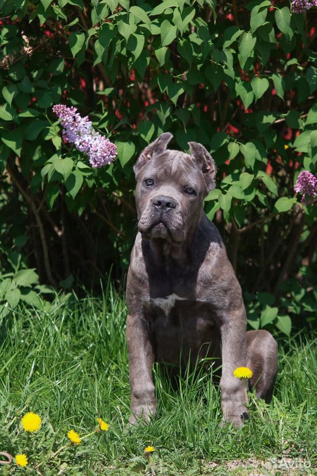 Ангел Корсо - шик, красота и мощь