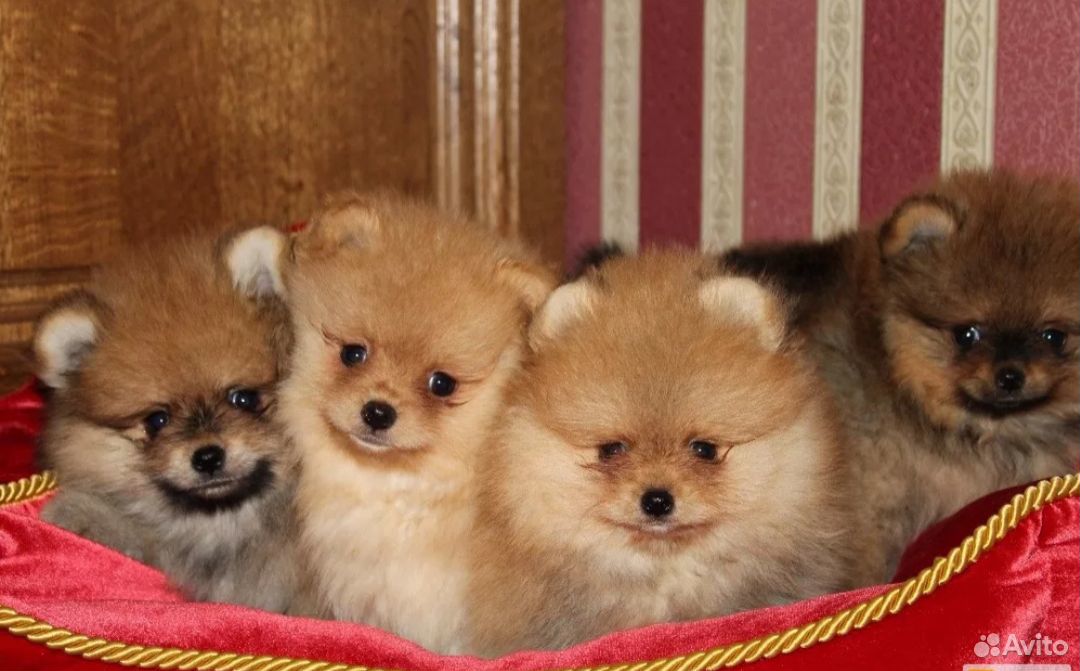 Померанский Шпиц Рыжие