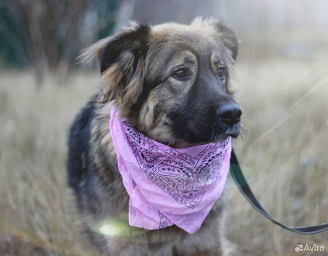 Собака Шерри ищет дом