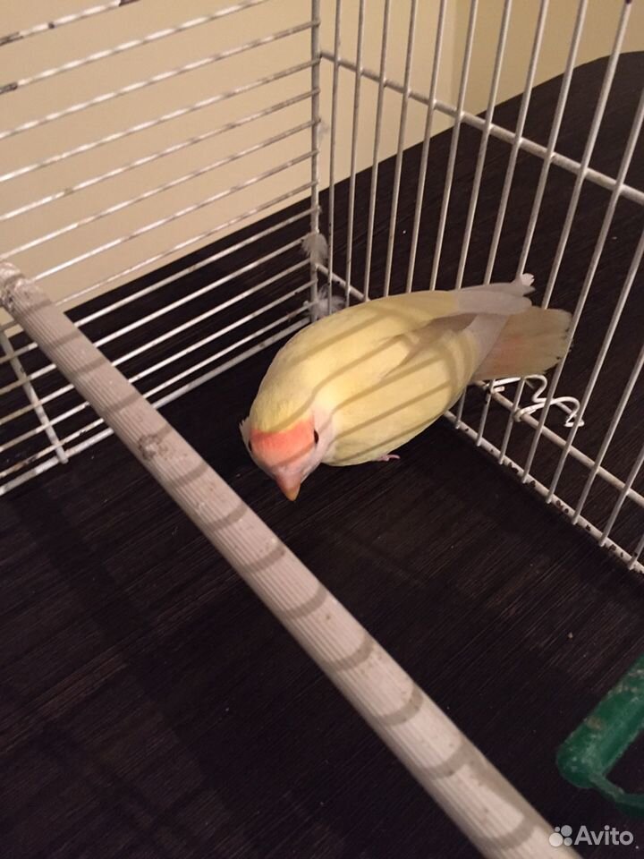 Неразлучник