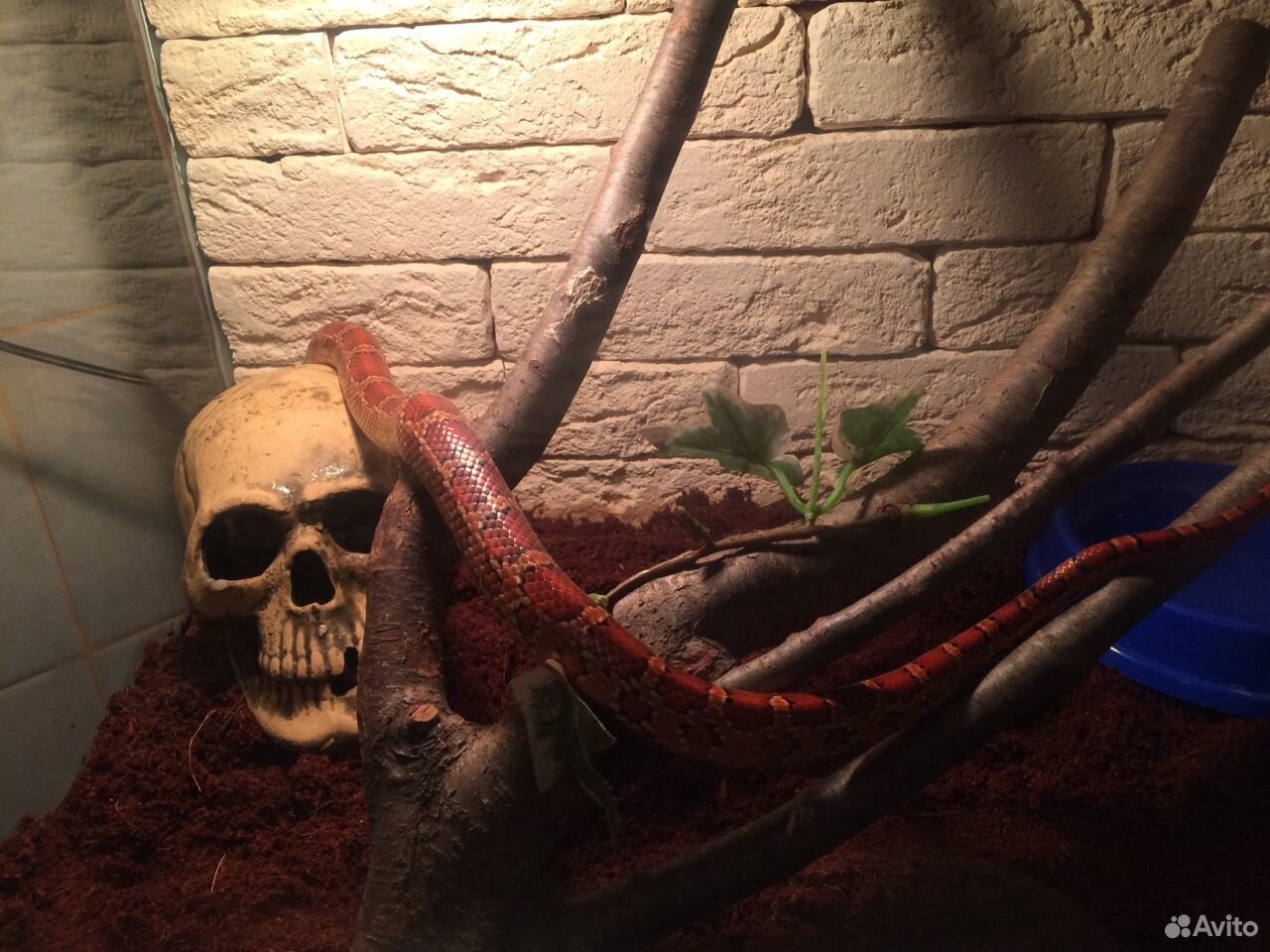 Змея Маисовый полоз