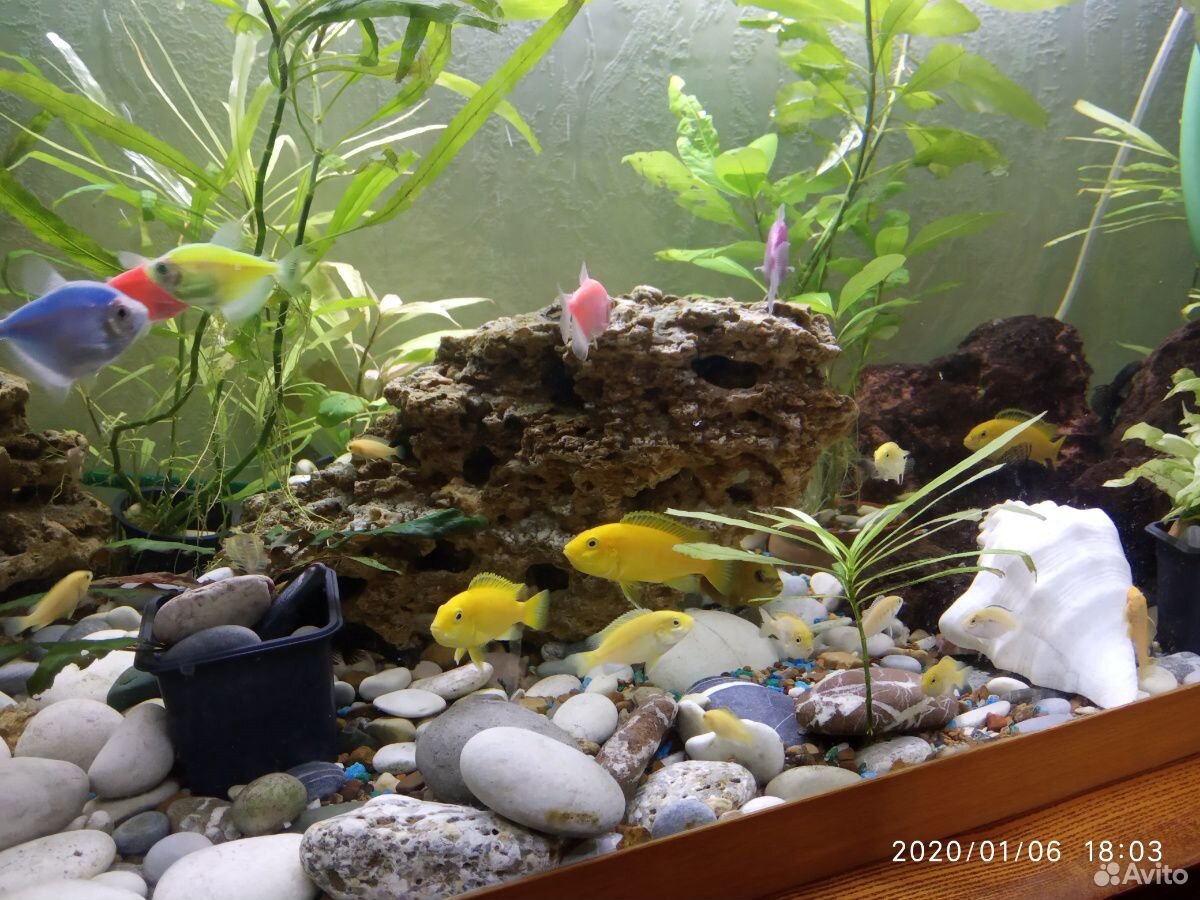 Лабидохромис Еллоу (лимонный)