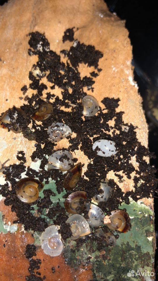 Улитки Караколусы