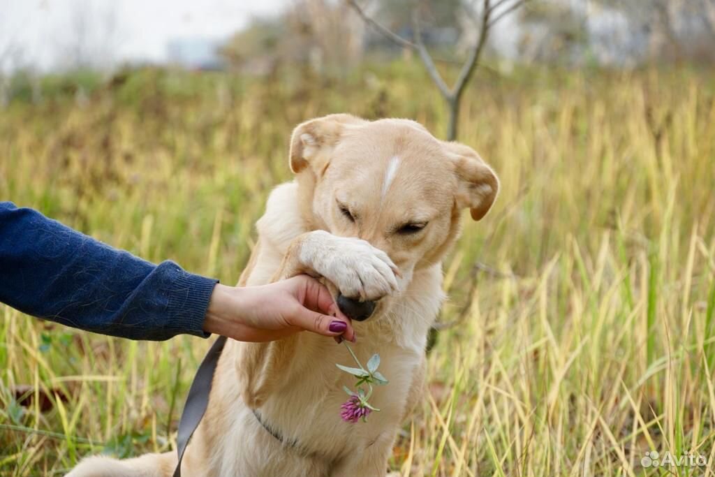 Сливочная девочка в добрые руки