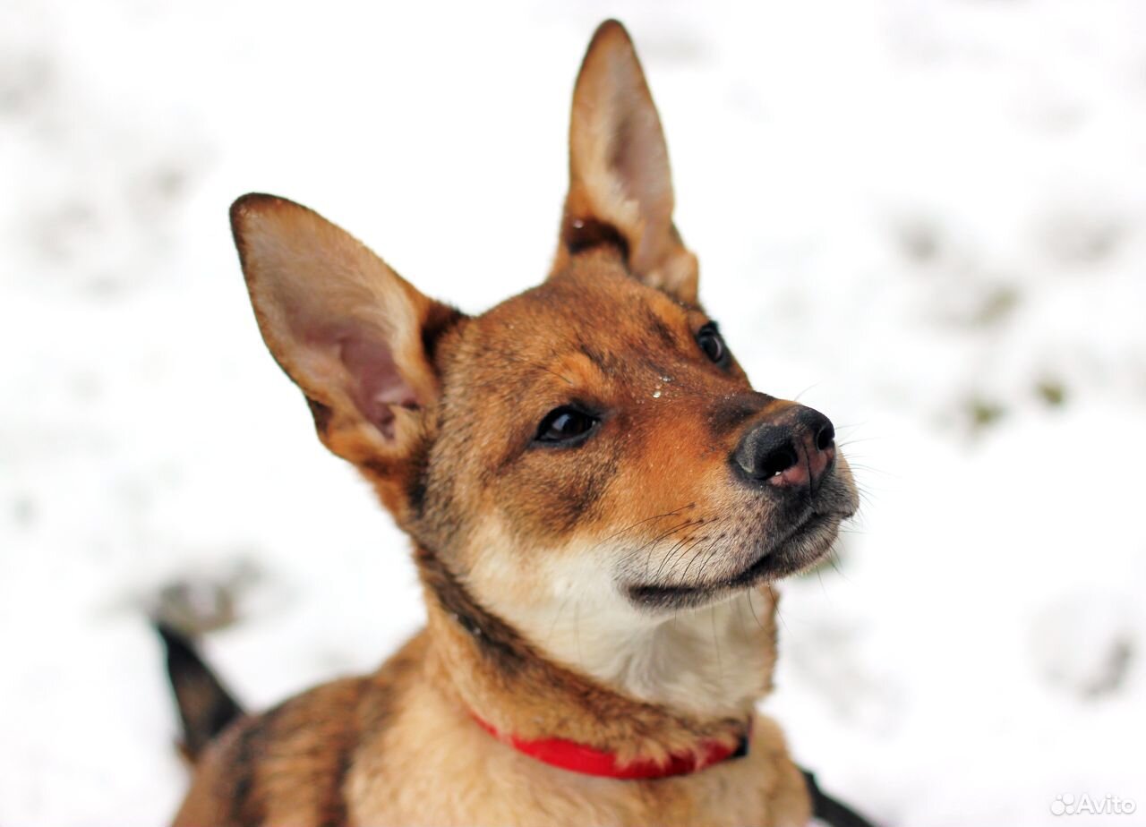 Ласковый и умный малыш Джоник ищет дом