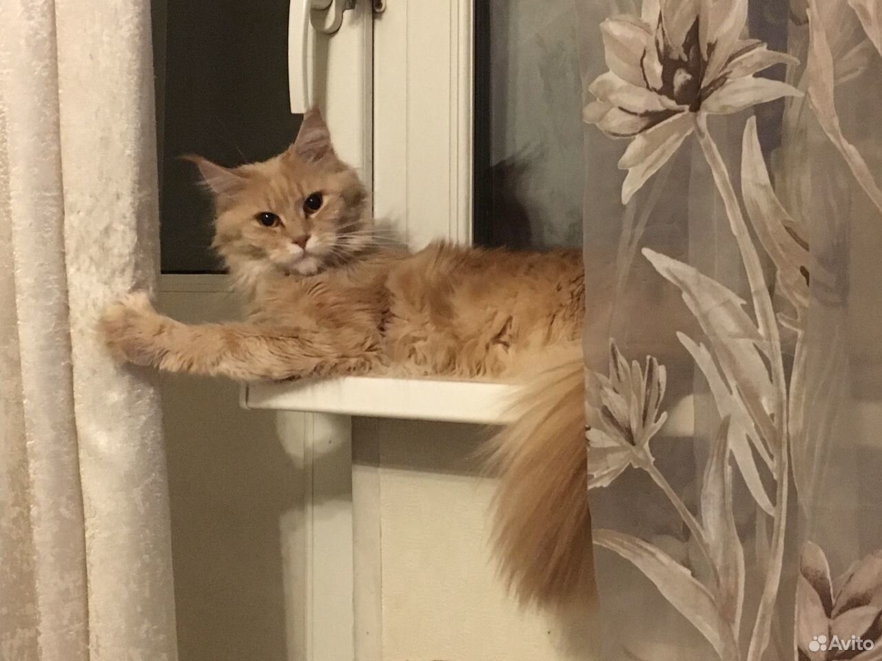 Кошка (мэйнкун) желает познакомится