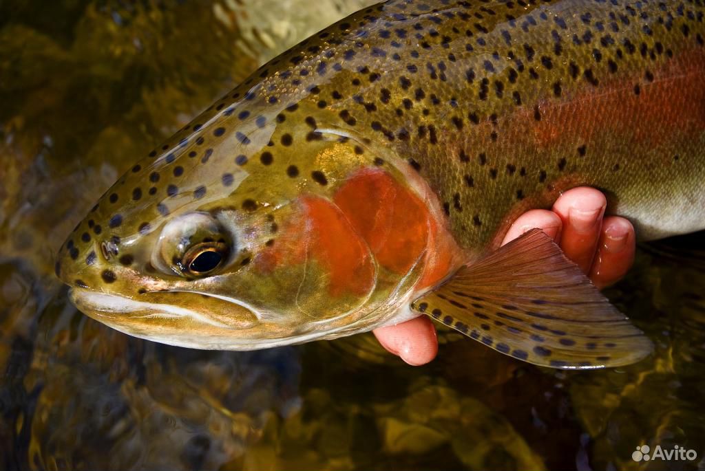 Форель посадочный материал