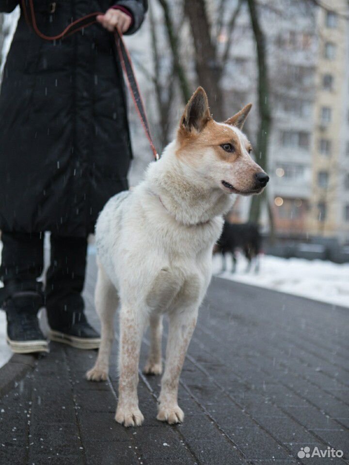 Милочка, 1.3 года. Австралийский хилер/метис