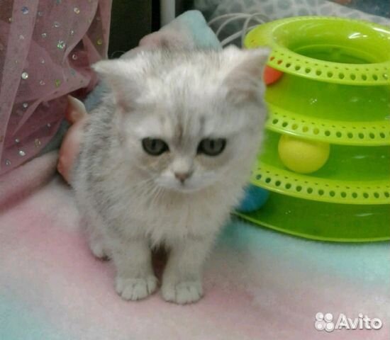 Шотландский белый шиншиловый 2 мес