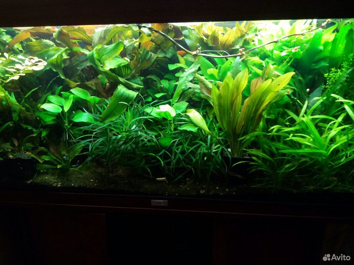 Аквариум