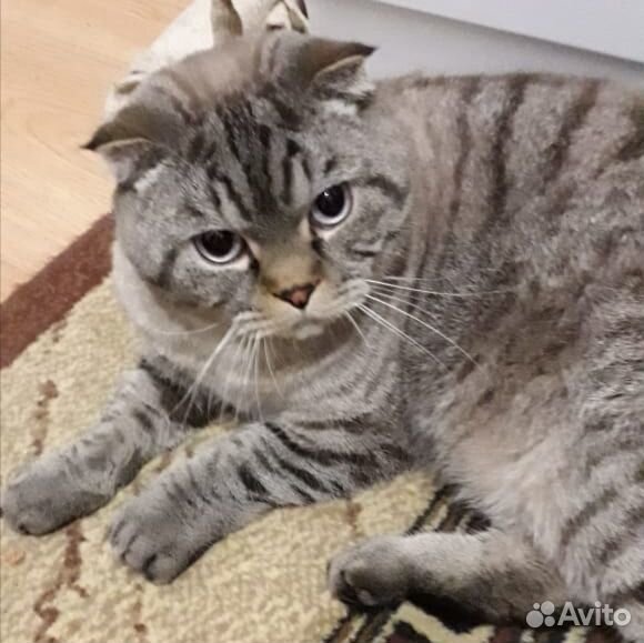 Британский кот в добрые руки