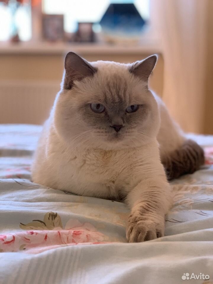 Кот для вязки