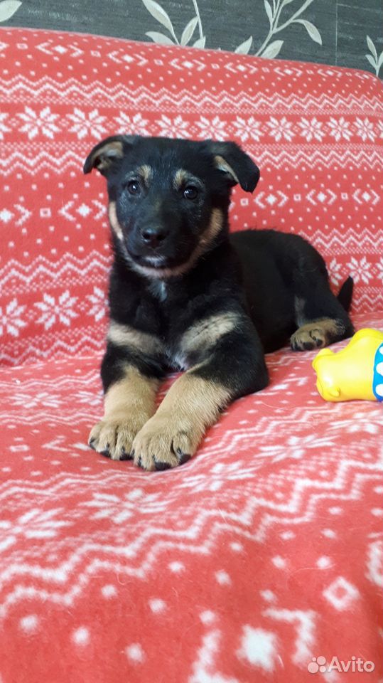 Марс ищет хозяина и дом