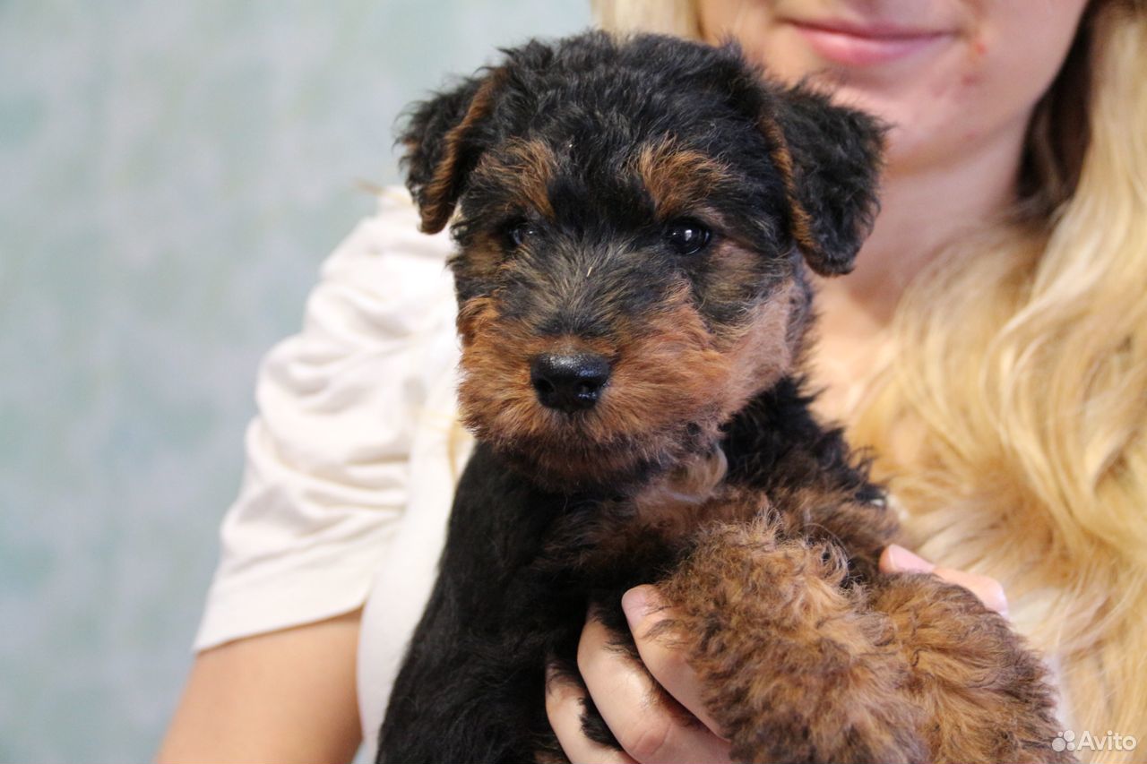 Щенок вельштерьера