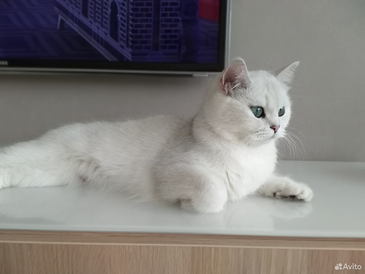 Британская кошечка