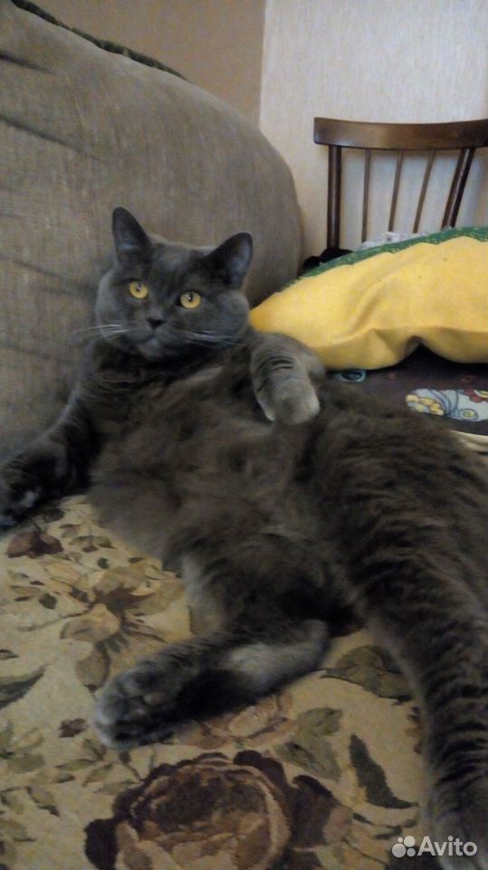 Кошка Фаина