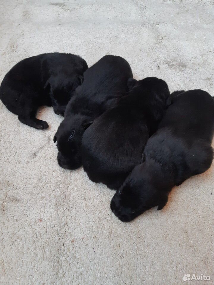 Щенки Ризеншнауцера