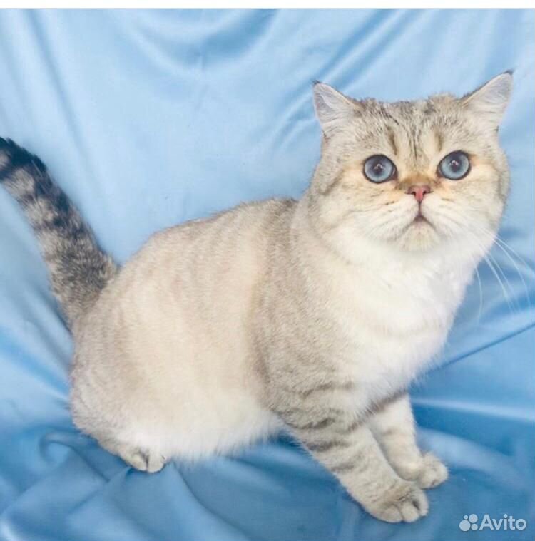 Кот производитель