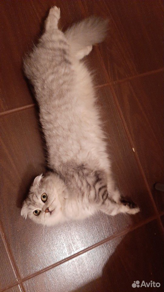 Кошка вязка (бесплатна)