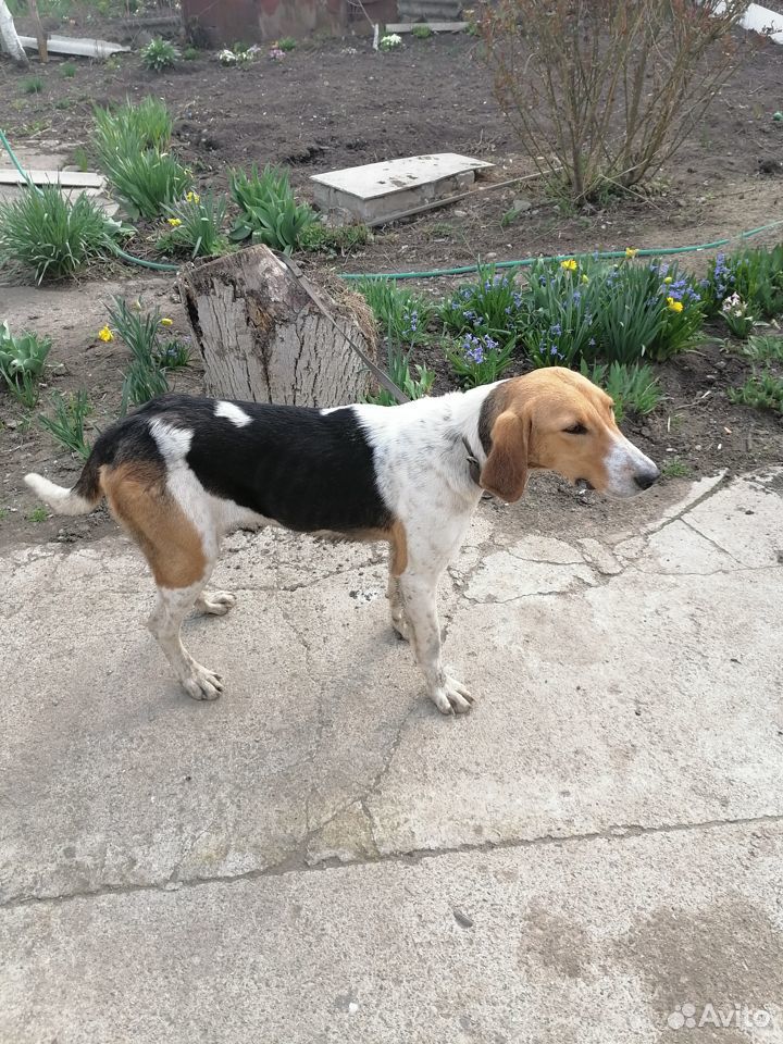 Русская пегая гончая