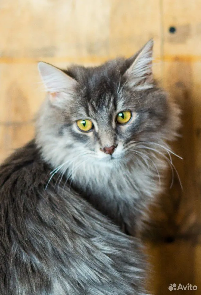 Котик ищет дом