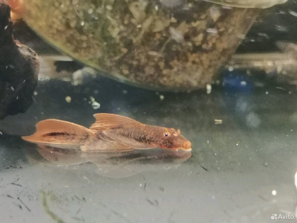 Черепаховый вуаль анцитрус