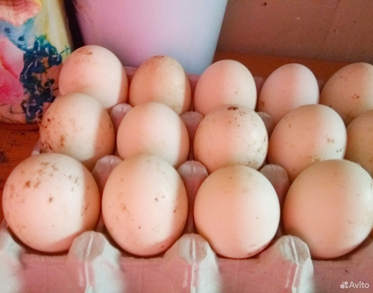 Яйцо саксонской утки