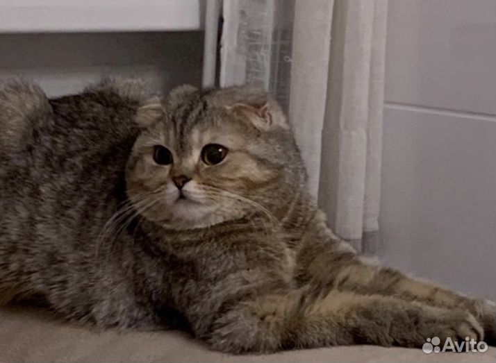 Ищем шотландского прямоухого кота для вязки