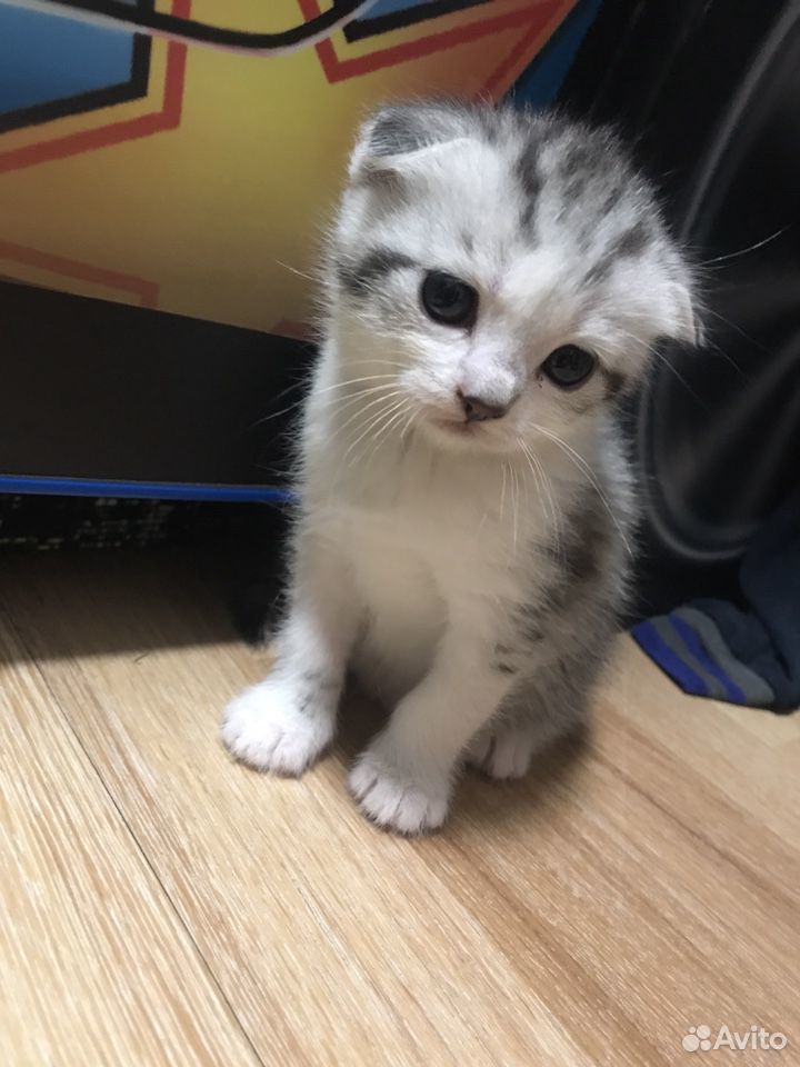 Шотландская