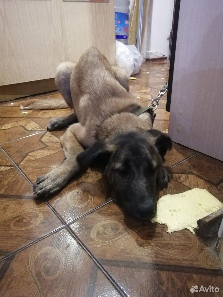 Анатолийская овчарка