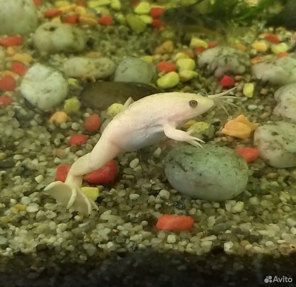 Лягушка шпорцевая белая