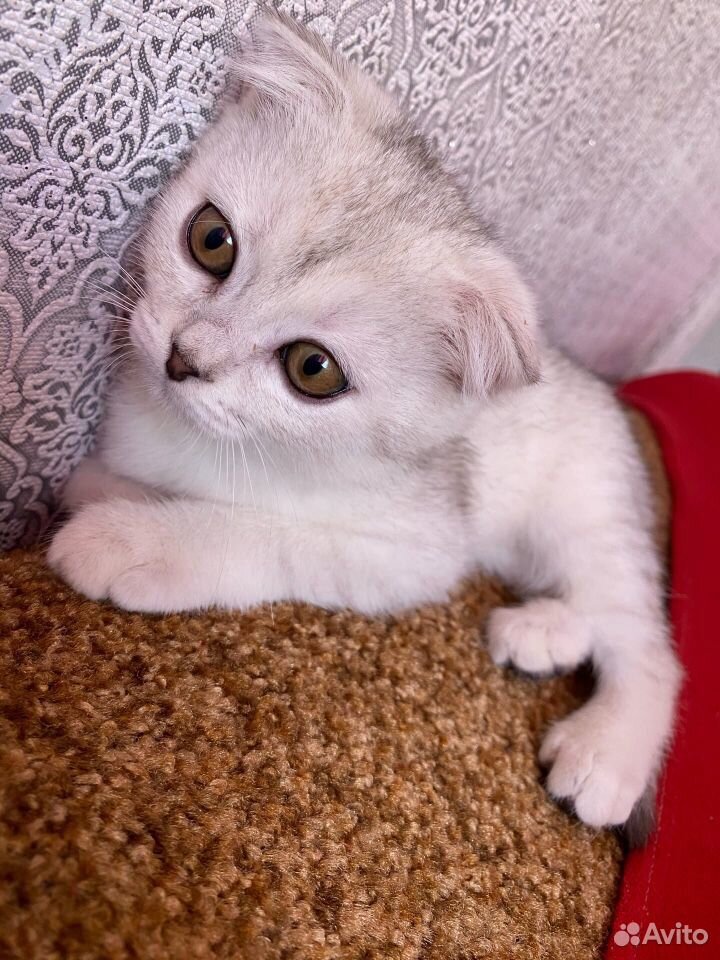 Шотландская