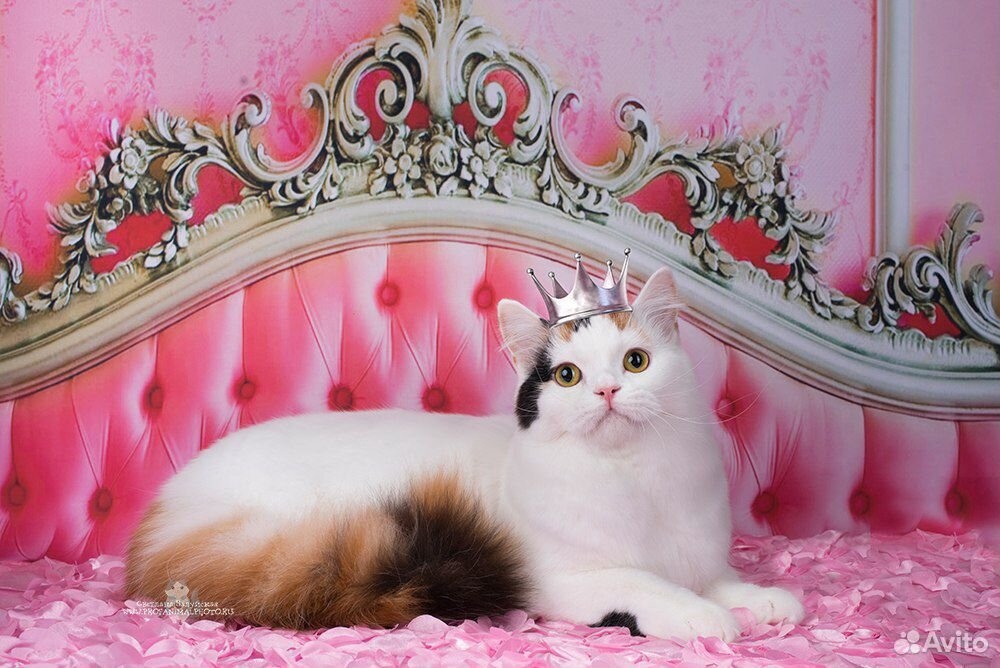 Шотландская кошка