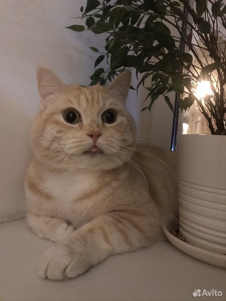 Отдам кота в хорошие руки
