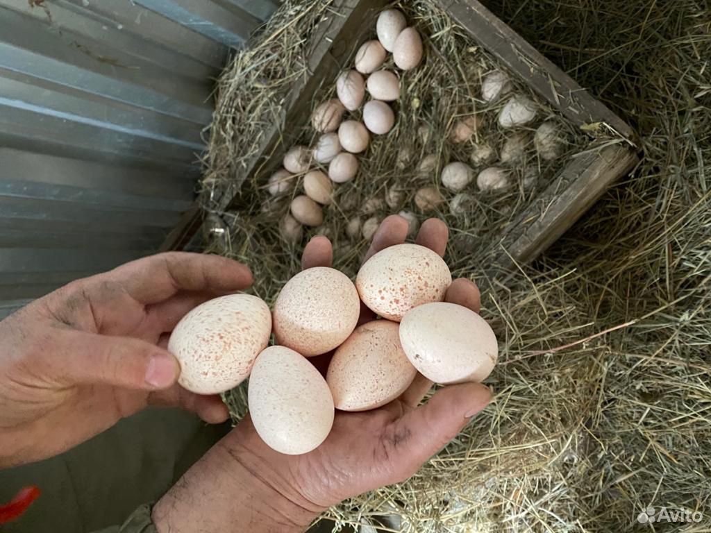 Инкубационное яйцо дикой американской индейки