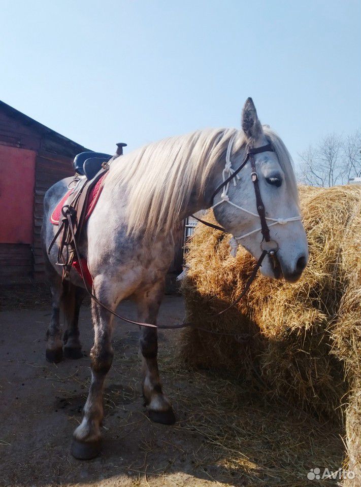 Продам кобылу 7 лет