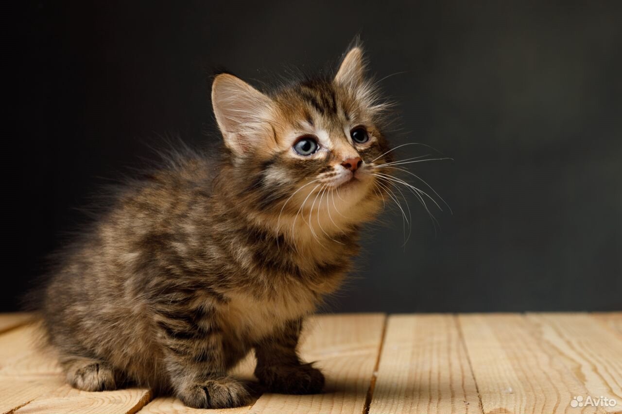 Котенок мальчик 1 мес ищет новый дом