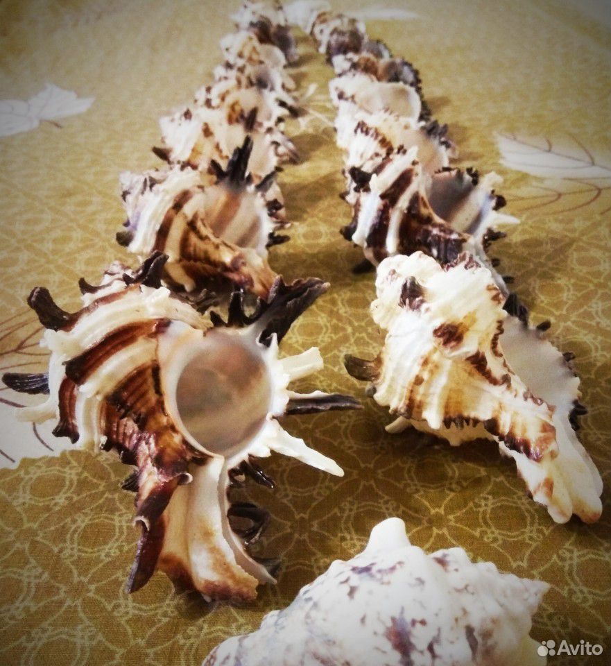 Морские ракушки мурекс индивия