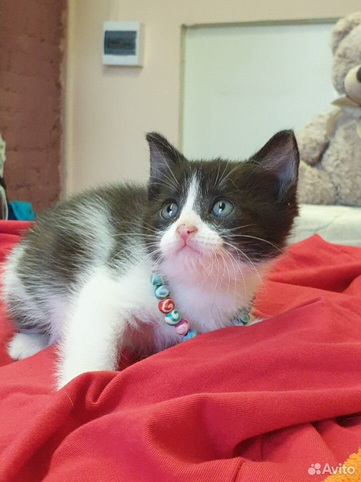 Бусик хочет домой