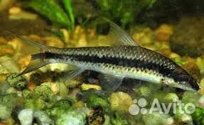 Сиамский водорослеед