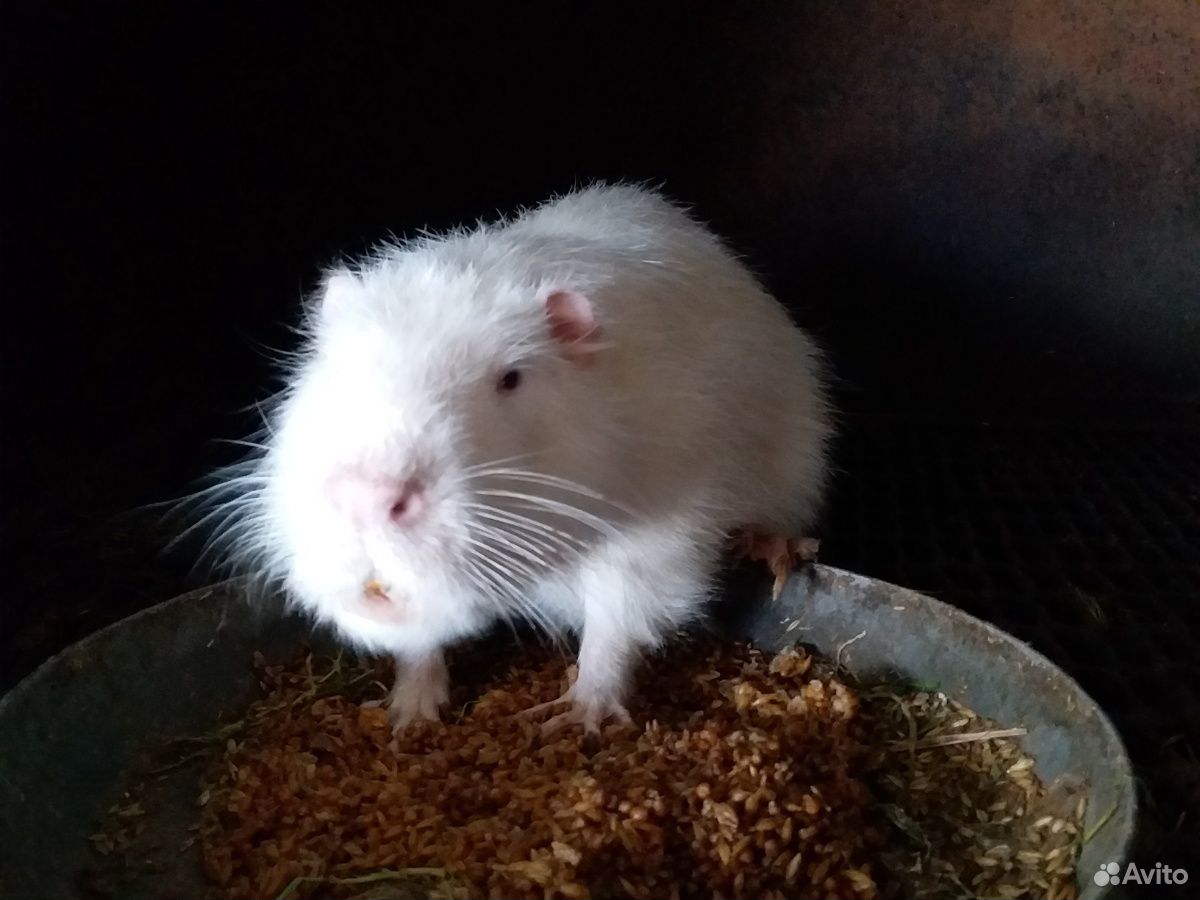 Молодой самец для семьи