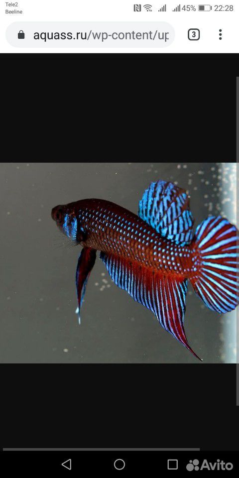 Рыба петушок