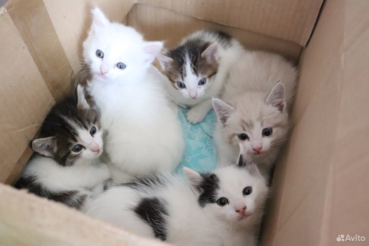 Котята ищут любящих хозяев и дом