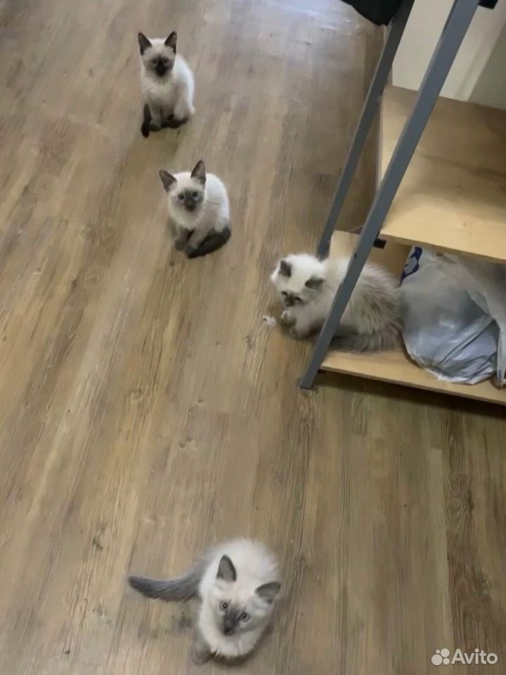 Котята помесь с сиамским