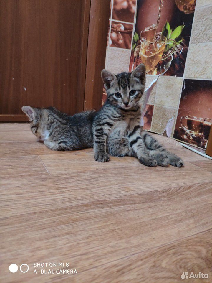 Два котенка