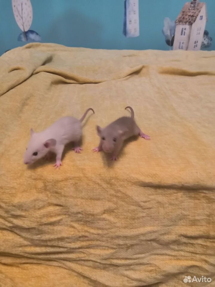 Отдадим в добрые руки двух крысят